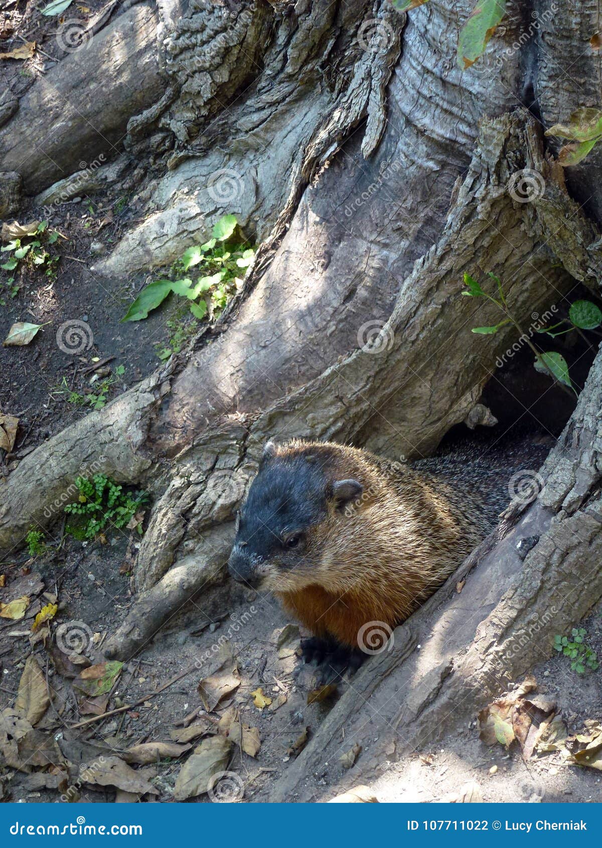 Gopher stock photo. Image of mammal, wildlife, face - 107711022