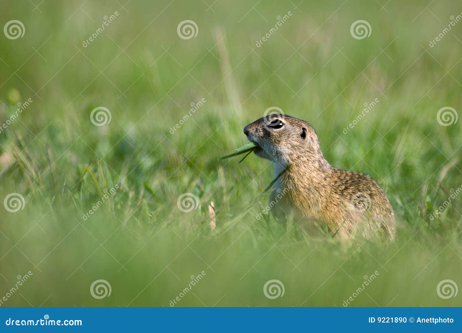Gopher in the grass stock photo. Image of meadow, rodent - 9221890