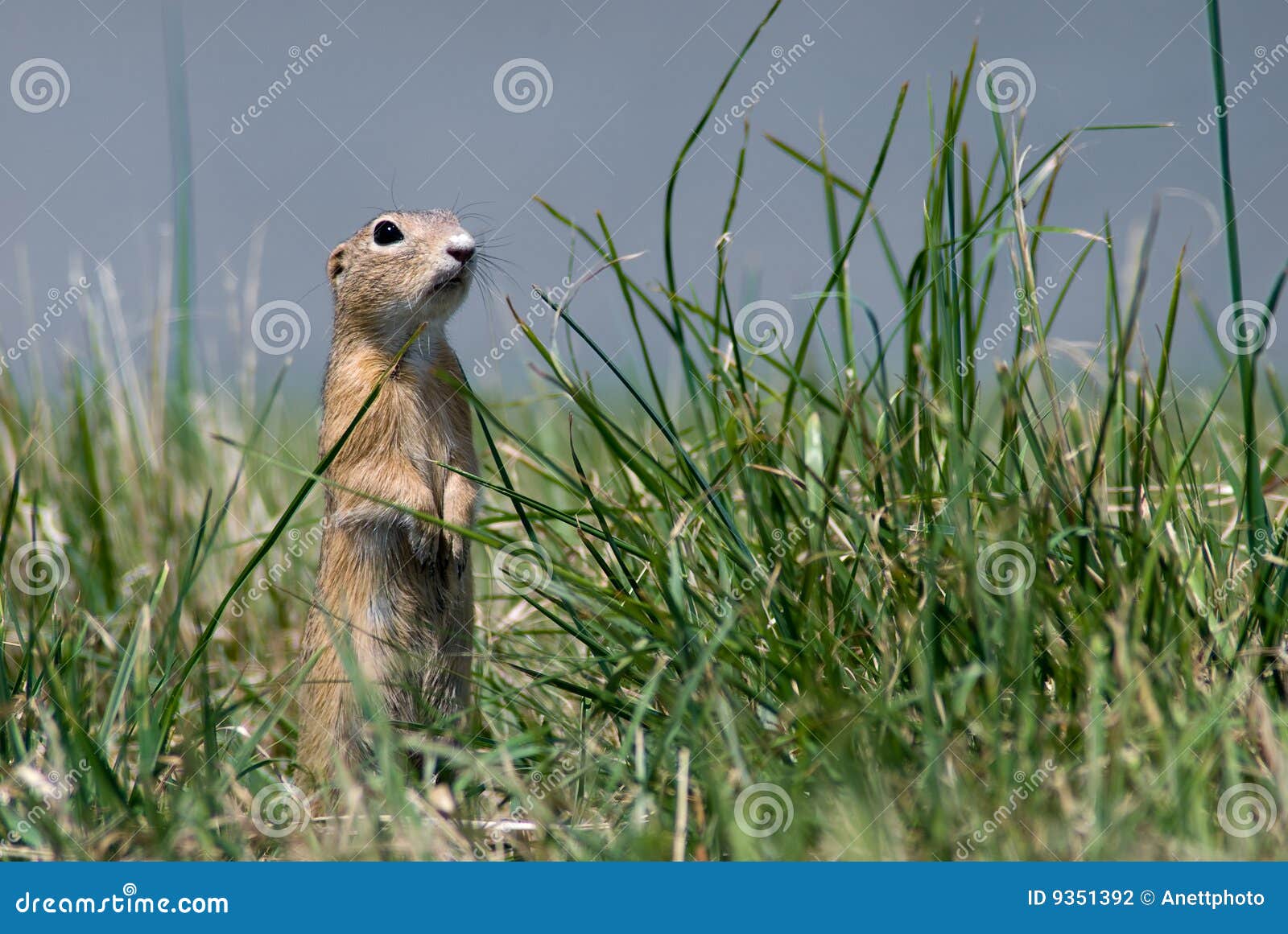 Gopher in the grass stock photo. Image of grass, meadow - 9351392