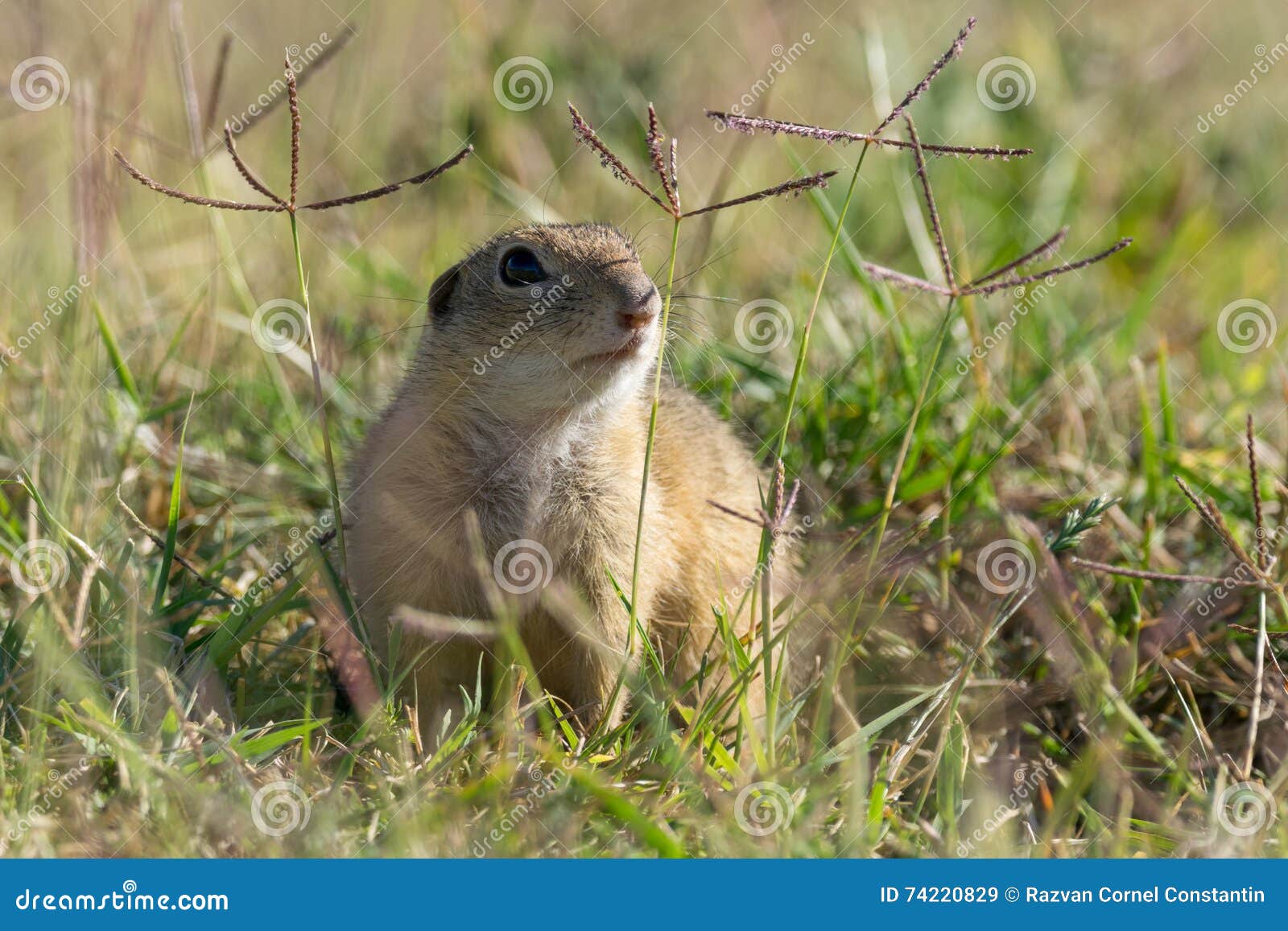 Gopher in the grass stock image. Image of fauna, grass - 74220829