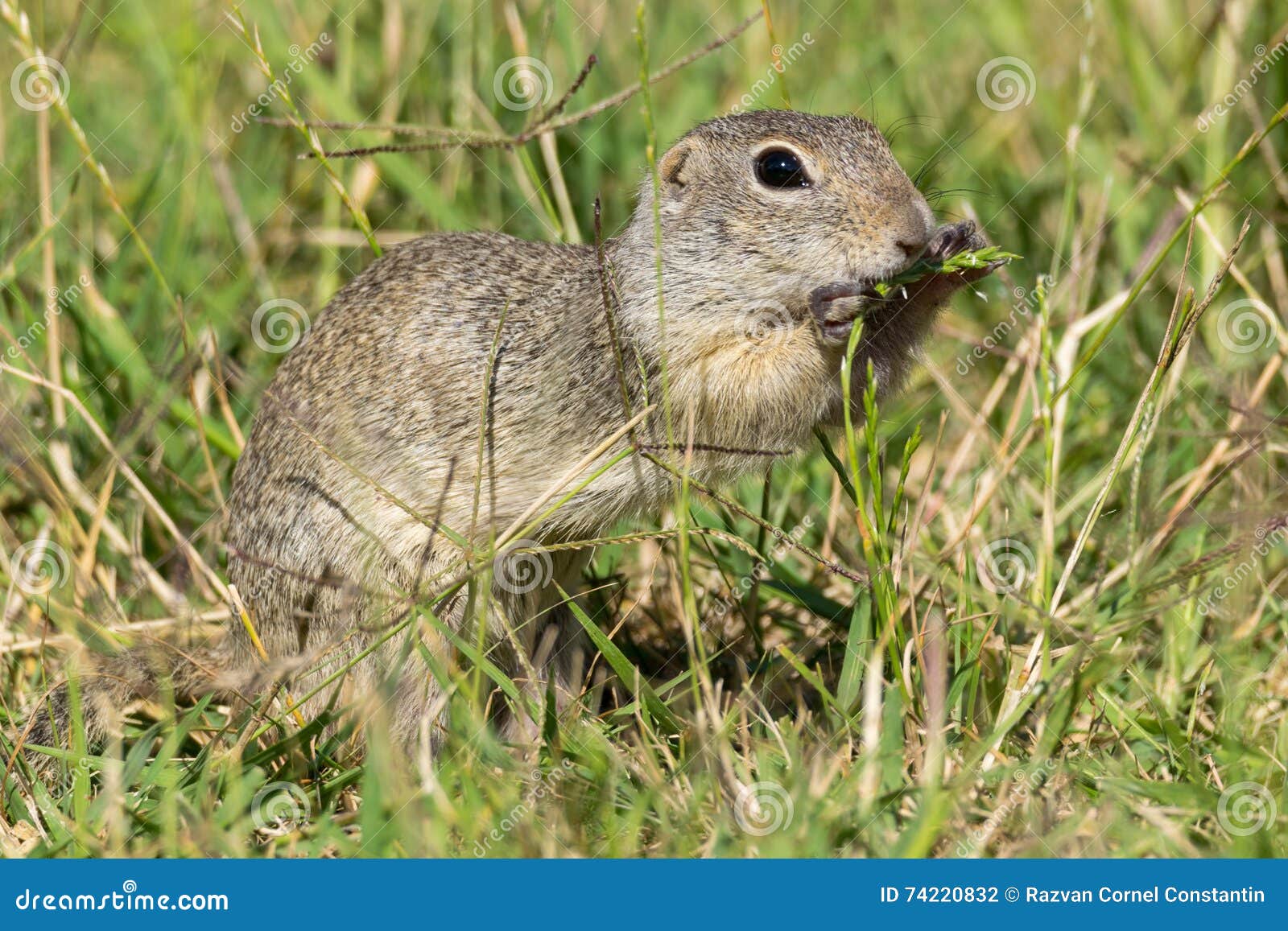 Gopher in the grass stock photo. Image of nature, little - 74220832