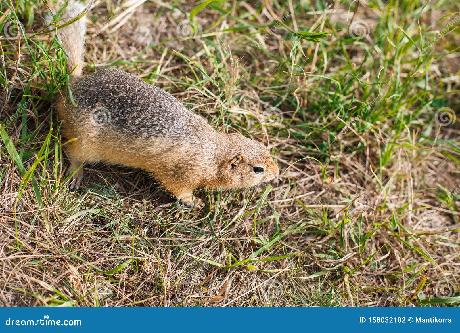 Gopher in a Grass Field Close Up Stock Photo - Image of ground ...