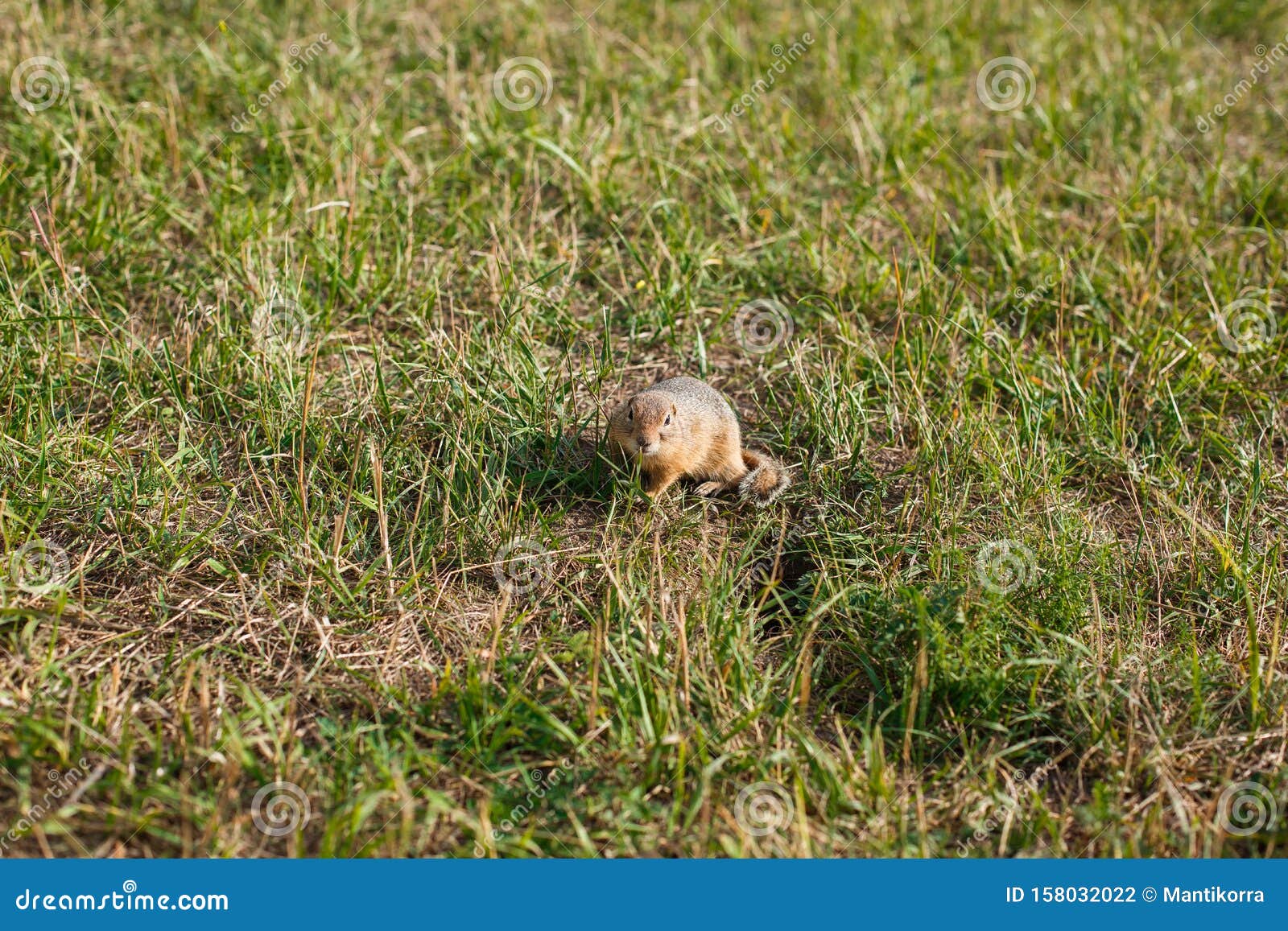 Gopher in a Grass Field Close Up Stock Photo - Image of ground, sunny ...