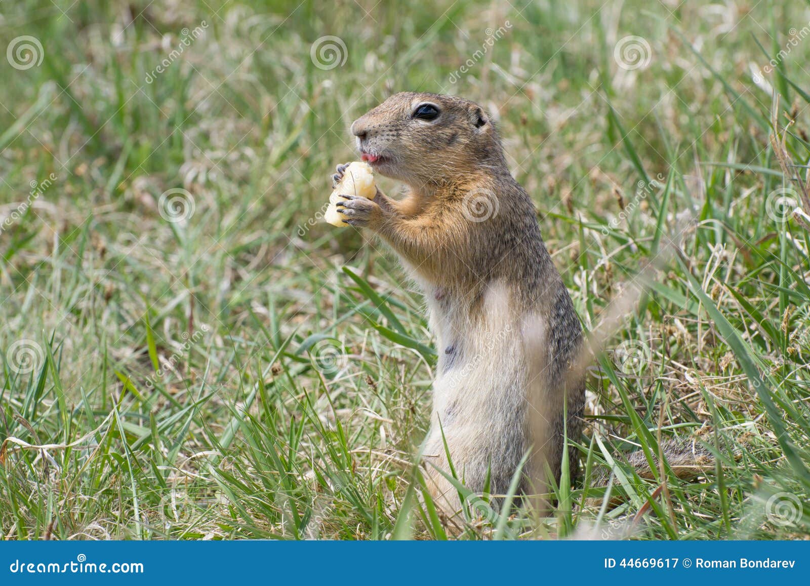 Gopher stock image. Image of holding, banana, grass, nature - 44669617