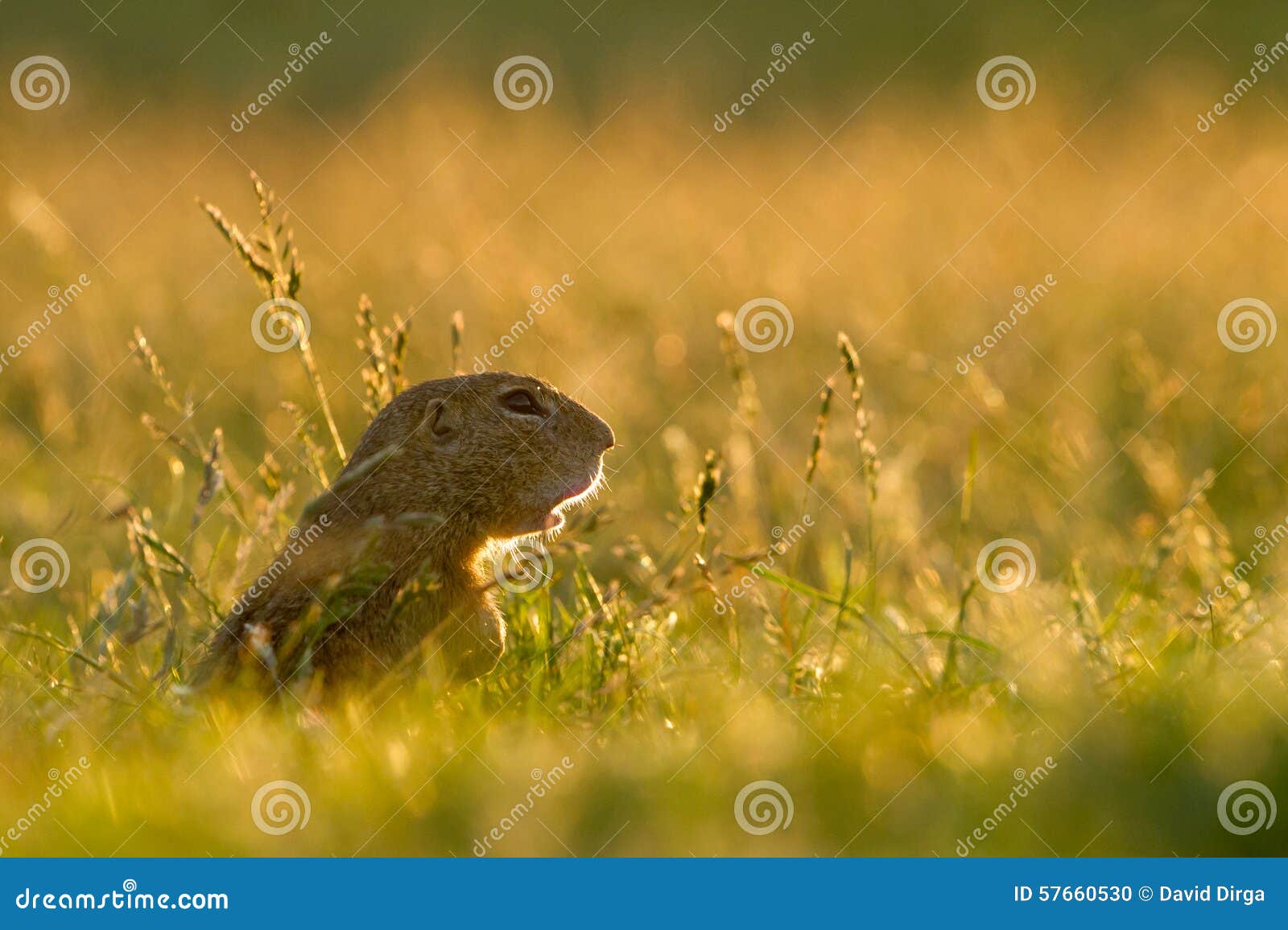Gopher in grass stock photo. Image of ground, backlit - 57660530