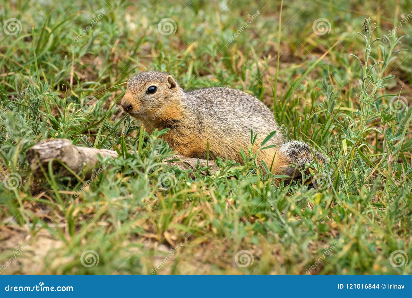 Gopher grass steppe rodent stock photo. Image of hole - 121016844
