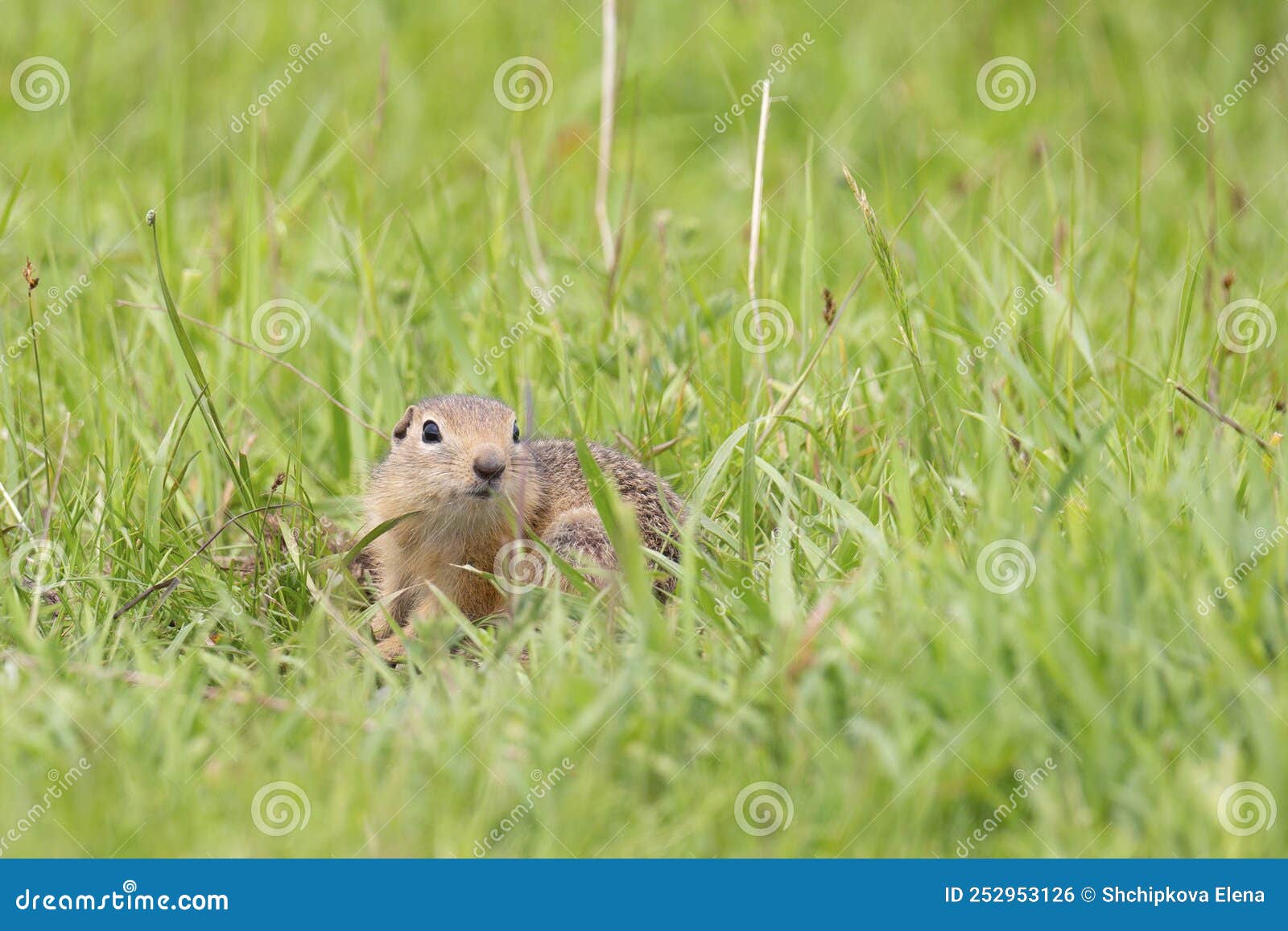 Gopher in Grass on a Summer Day Stock Photo - Image of natural, mammal ...