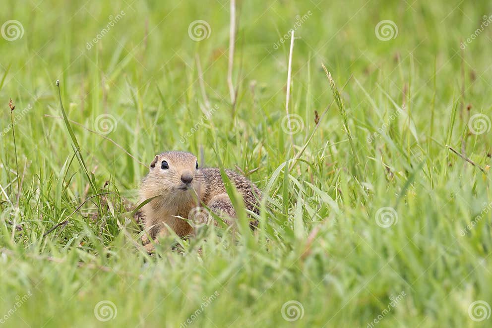 Gopher in Grass on a Summer Day Stock Photo - Image of natural, mammal ...
