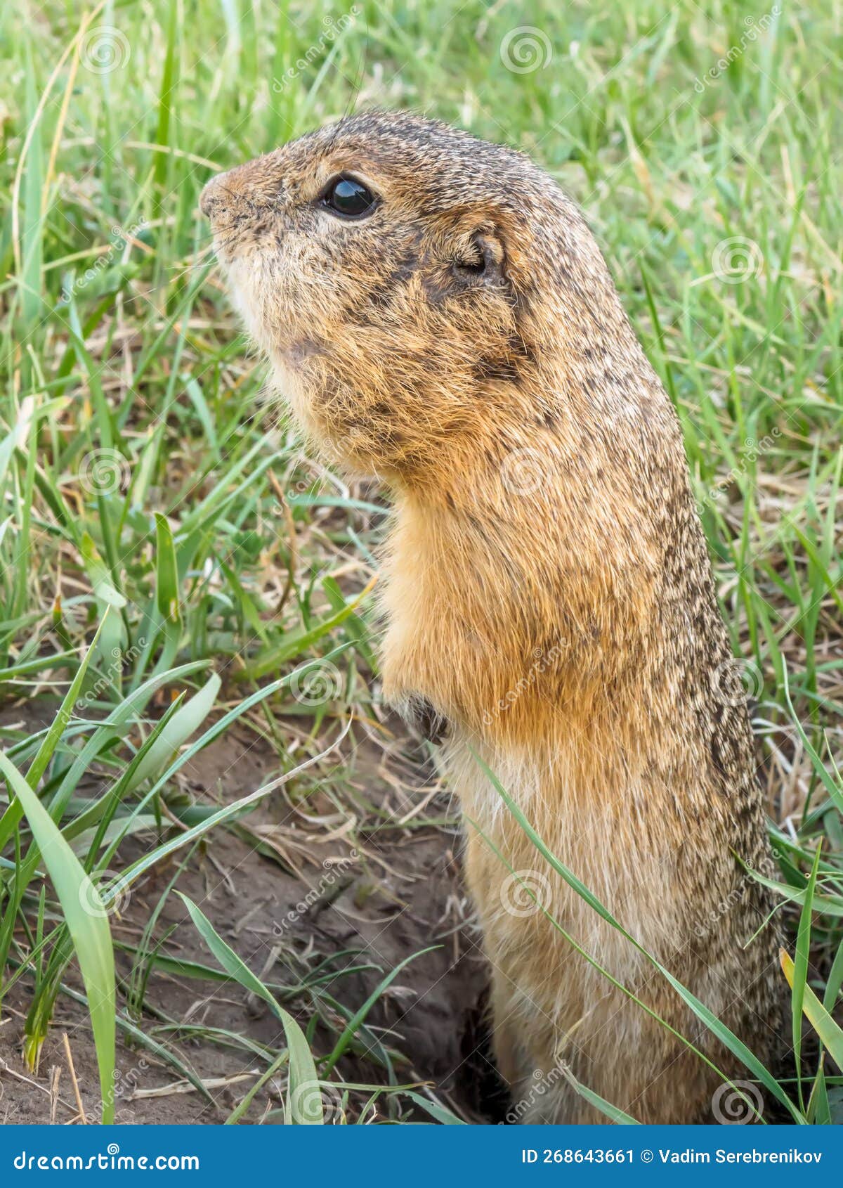 Gopher on the Grassy Lawn is Being Looked Around from Its Hole. Close ...