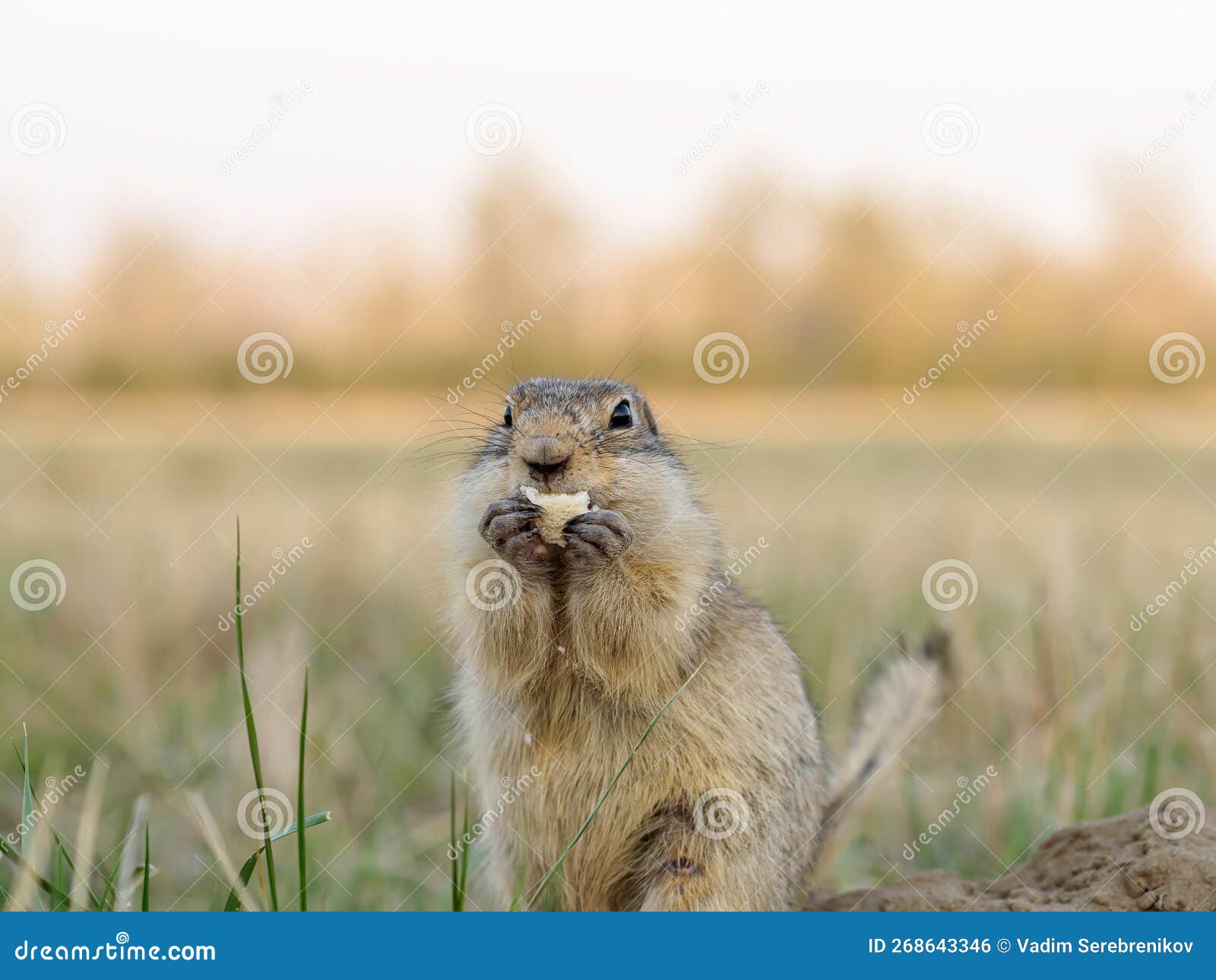Gopher on the Grassy Lawn is Looking at the Camera. Close-up Stock ...