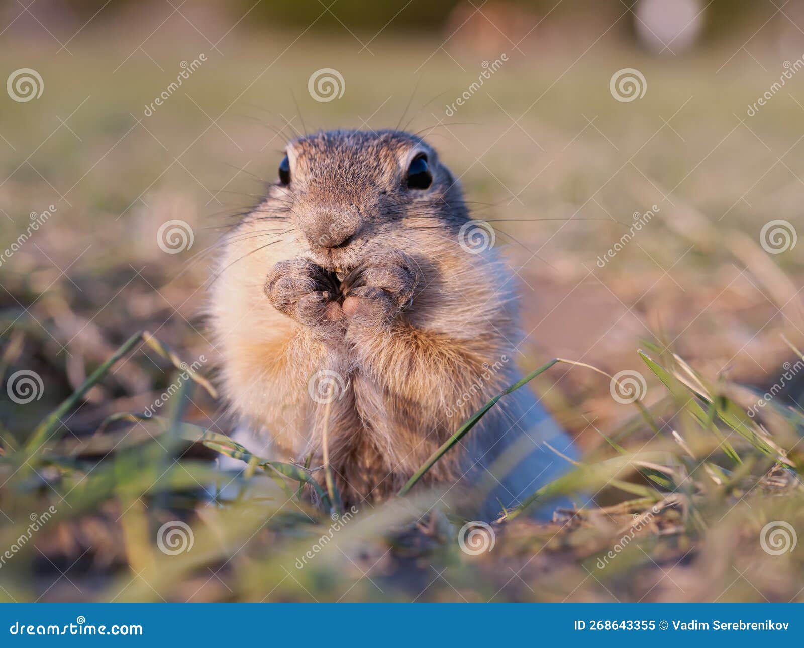 Gopher on the Grassy Lawn is Looking at the Camera. Close-up Stock ...