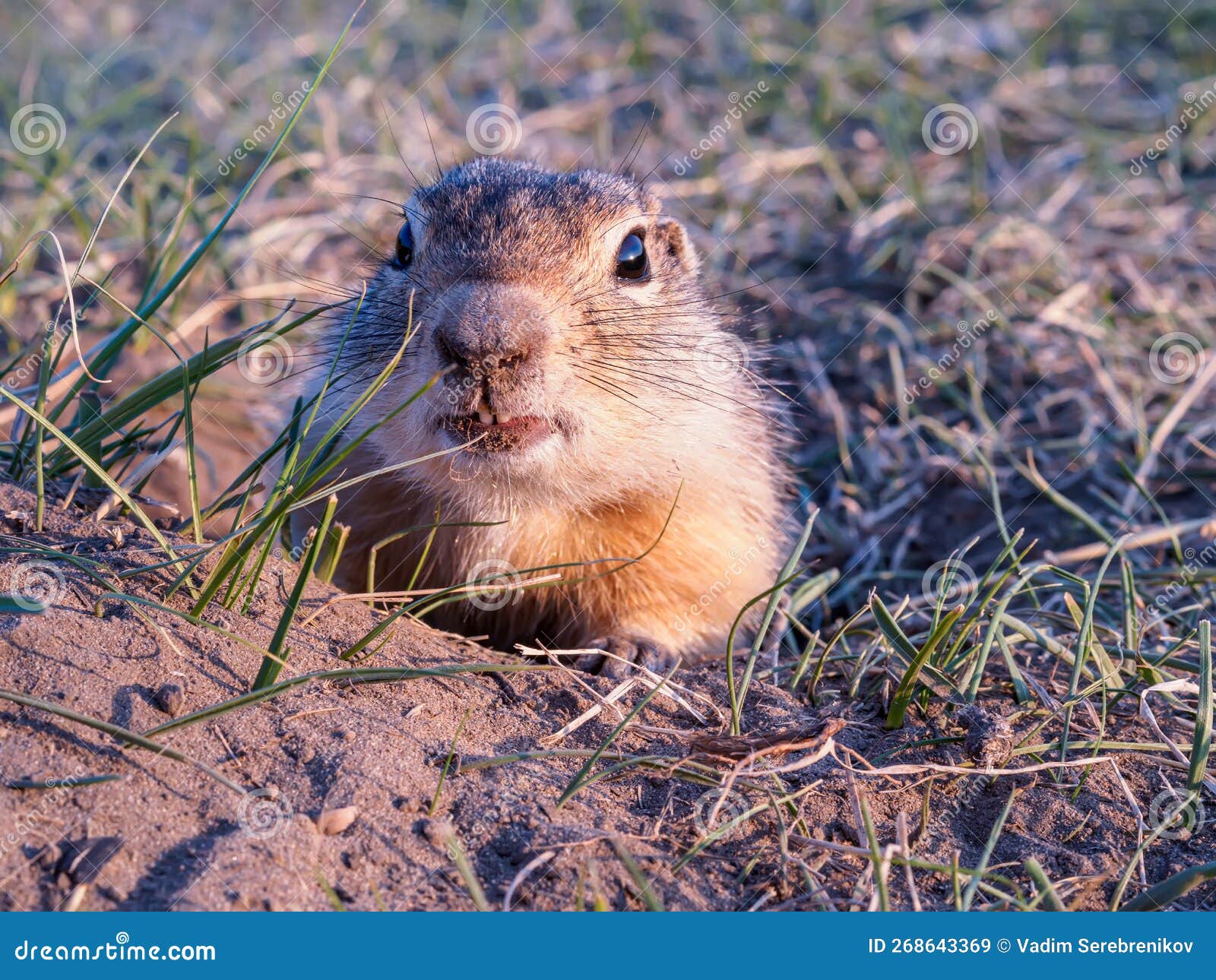 Gopher on the Grassy Lawn is Looking at the Camera. Close-up Stock ...