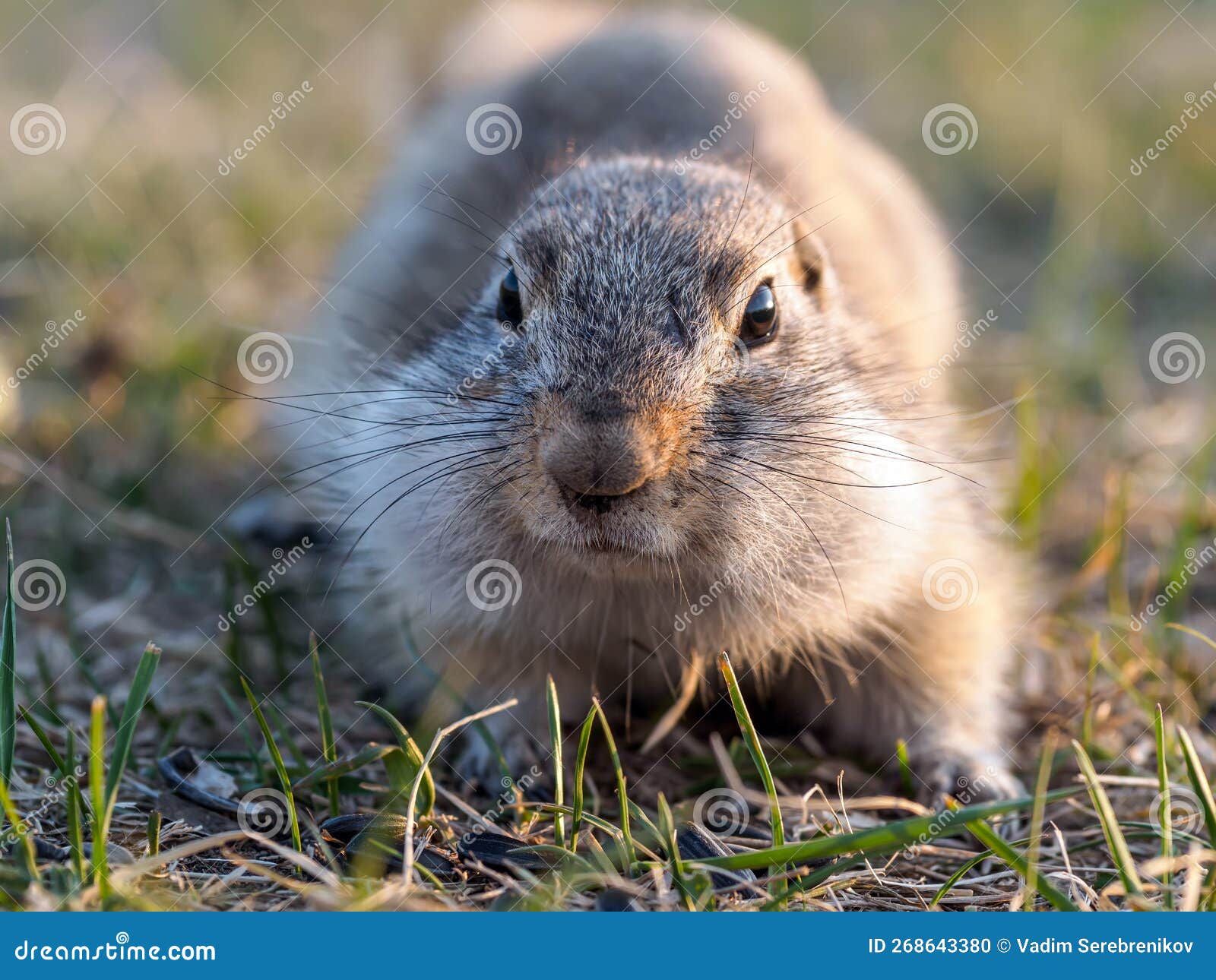 Gopher on the Grassy Lawn is Looking at the Camera. Close-up Stock ...