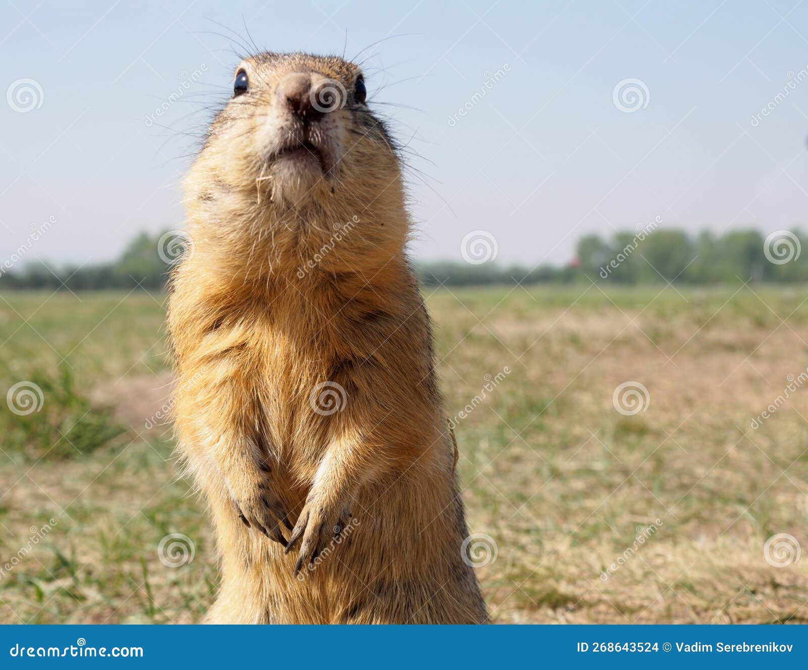 Gopher on the Grassy Lawn is Looking at the Camera. Close-up Stock ...