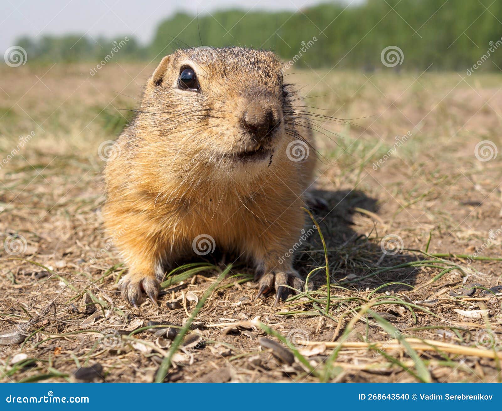 Gopher on the Grassy Lawn is Looking at the Camera. Close-up Stock ...