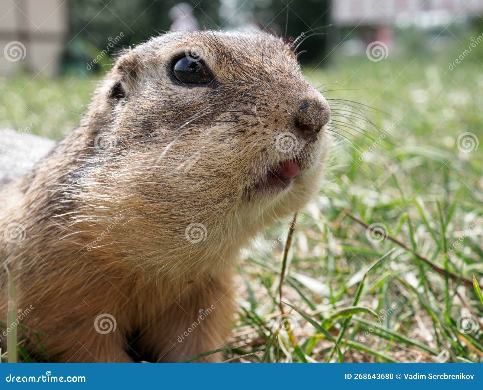 Gopher on the Grassy Lawn is Looking at the Camera. Close-up Stock ...