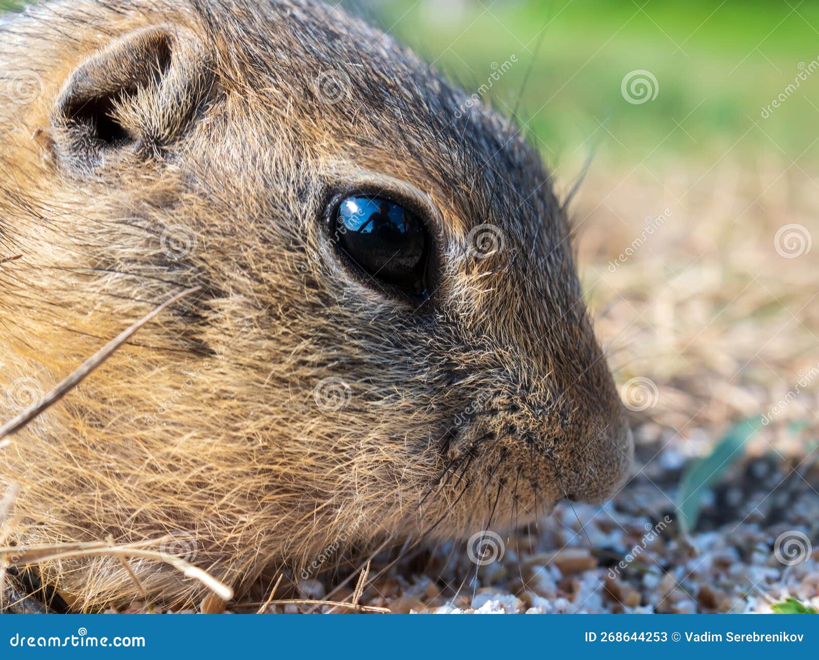 Gopher on the Grassy Lawn is Looking at the Camera. Close-up Stock ...