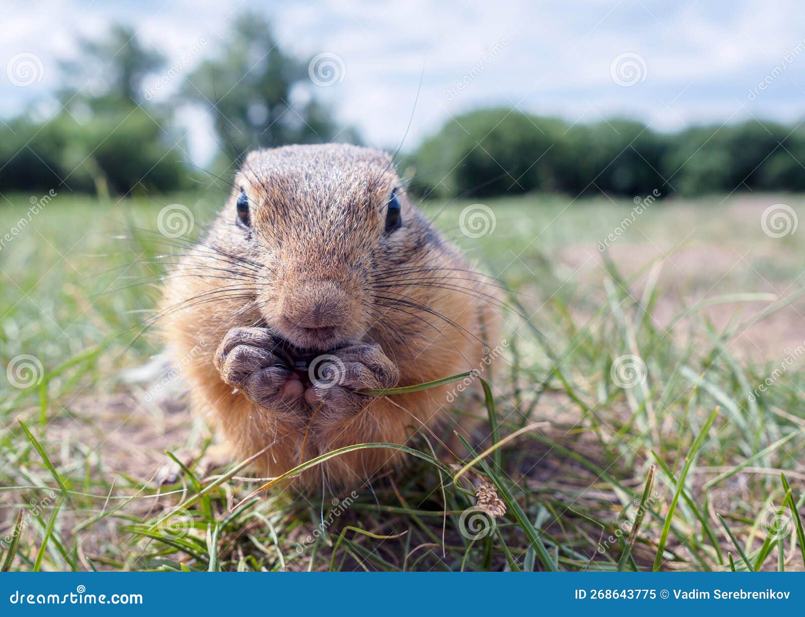 Gopher on the Grassy Lawn is Looking at the Camera. Close-up Stock ...
