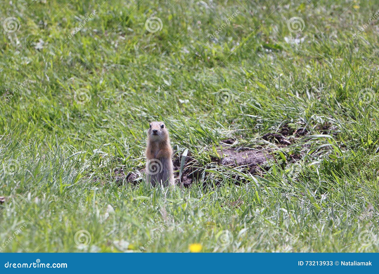 Gopher in a green grass stock image. Image of grass, vigilant - 73213933