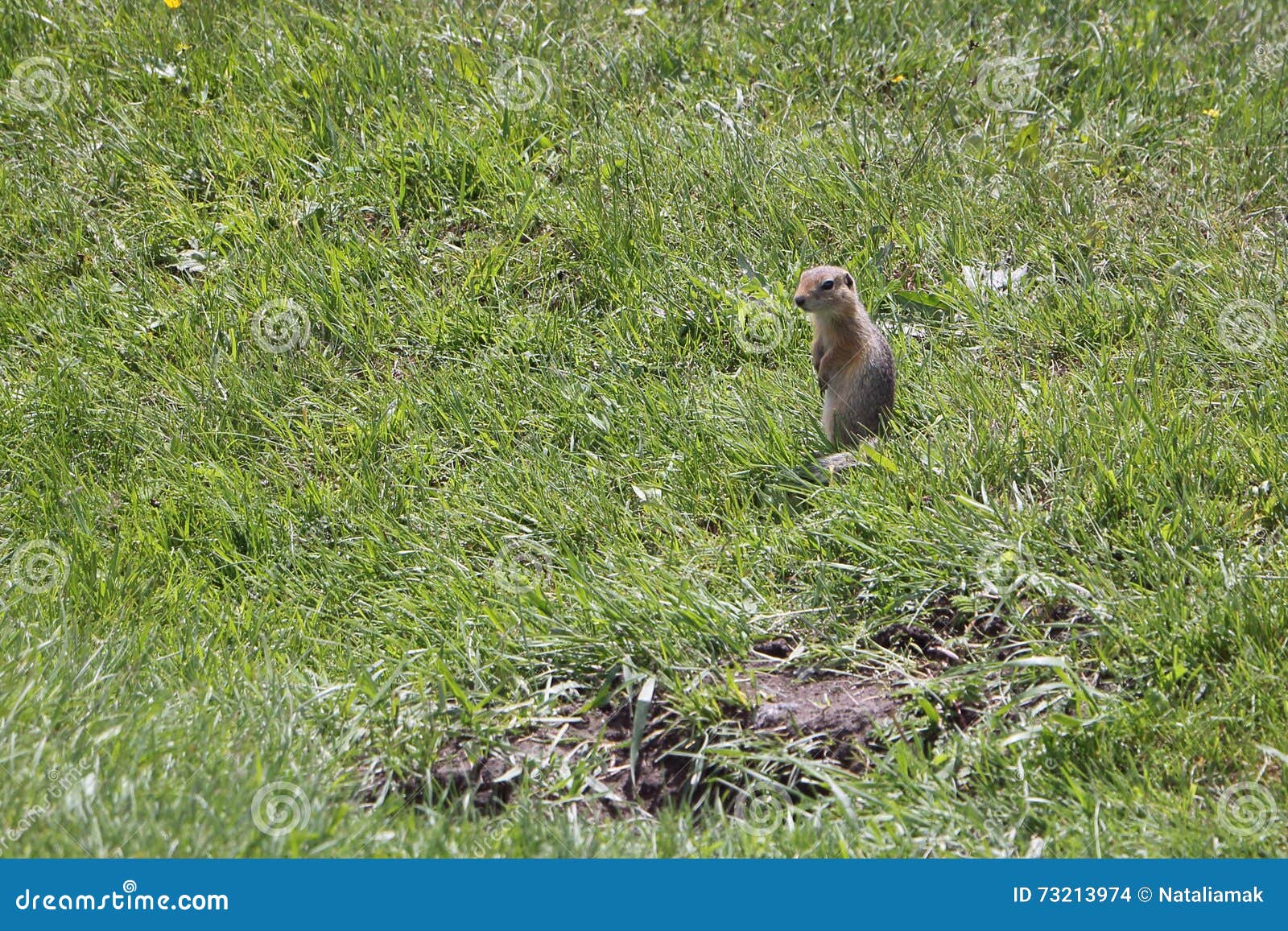 Gopher in a green grass stock photo. Image of rodent - 73213974