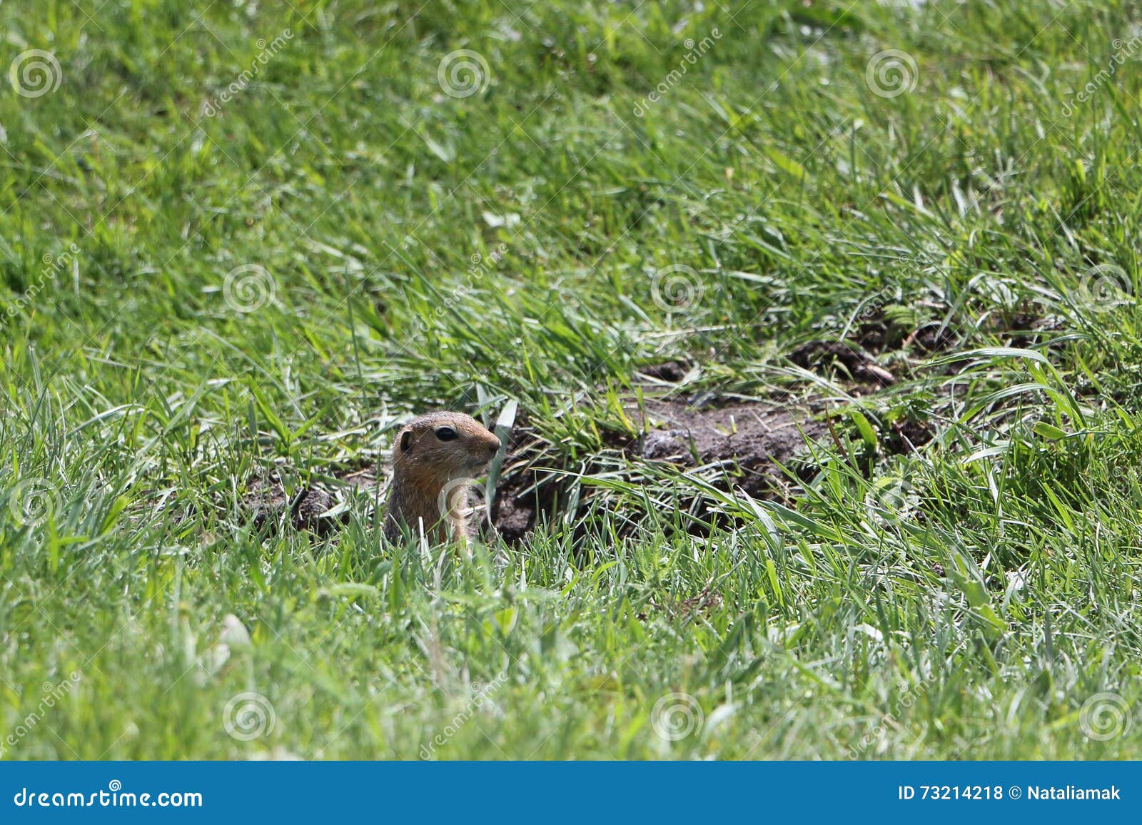 Gopher in a green grass stock photo. Image of summer - 73214218