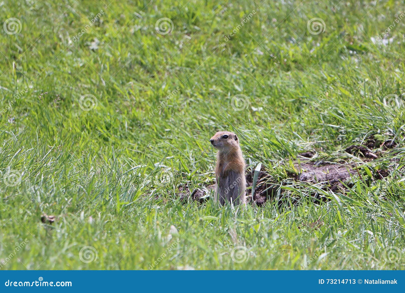 Gopher in a green grass stock image. Image of brown, summer - 73214713
