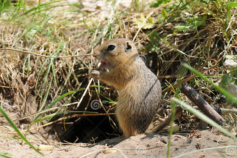 Gopher (Ground Squirrel) stock photo. Image of summer - 25290672