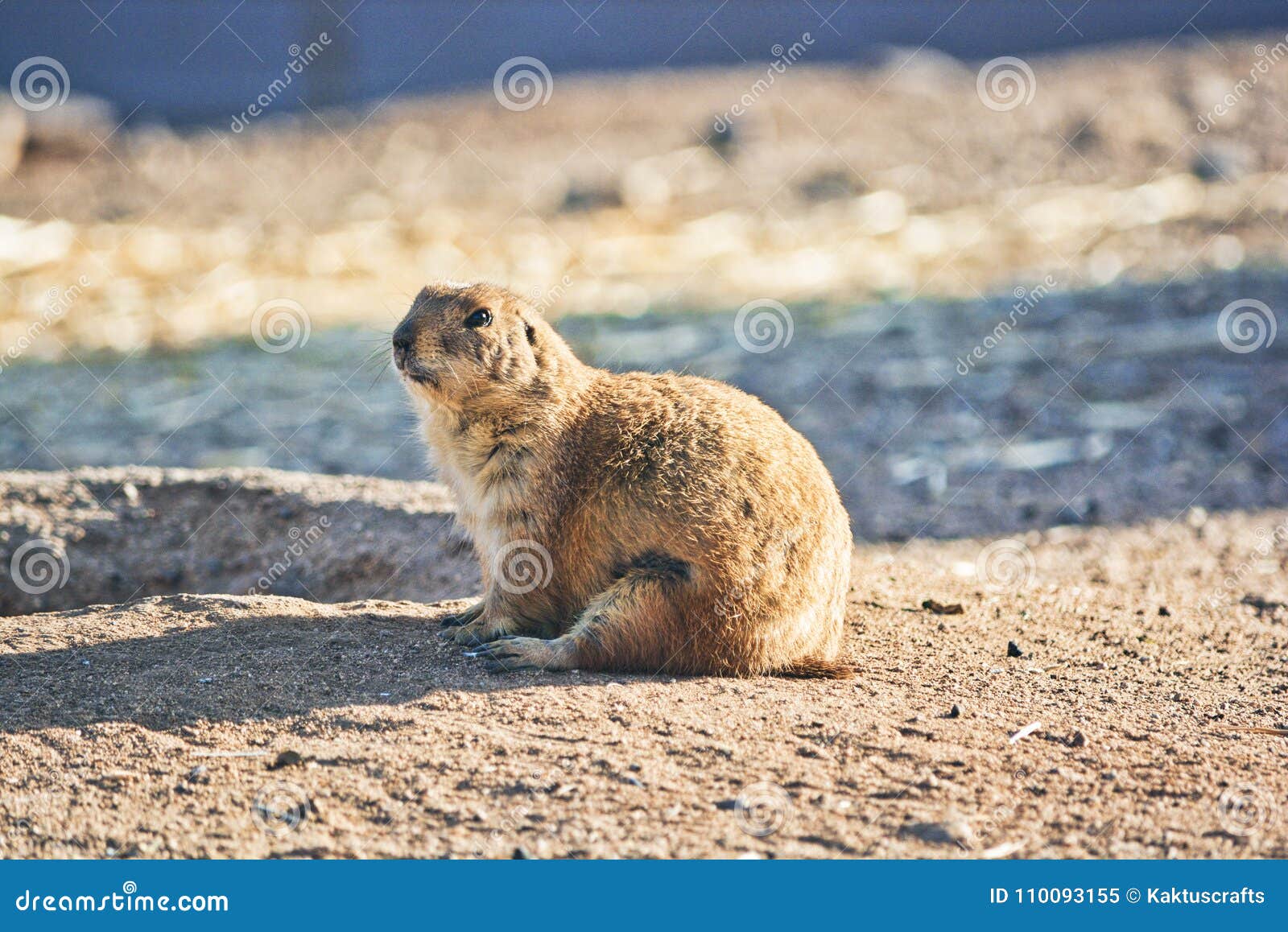 Gopher Ground Squirrel in Arizona Stock Image - Image of animal, rodent ...