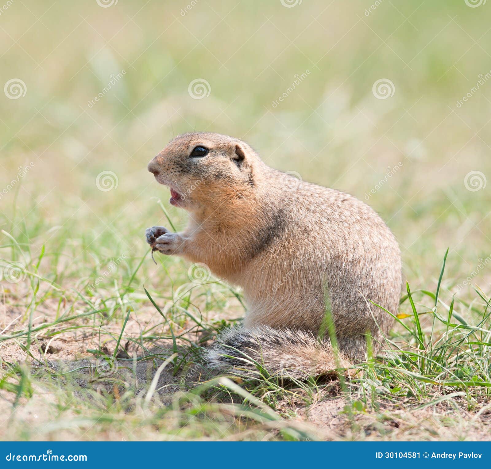 Gopher stock image. Image of nature, field, outdoors - 30104581