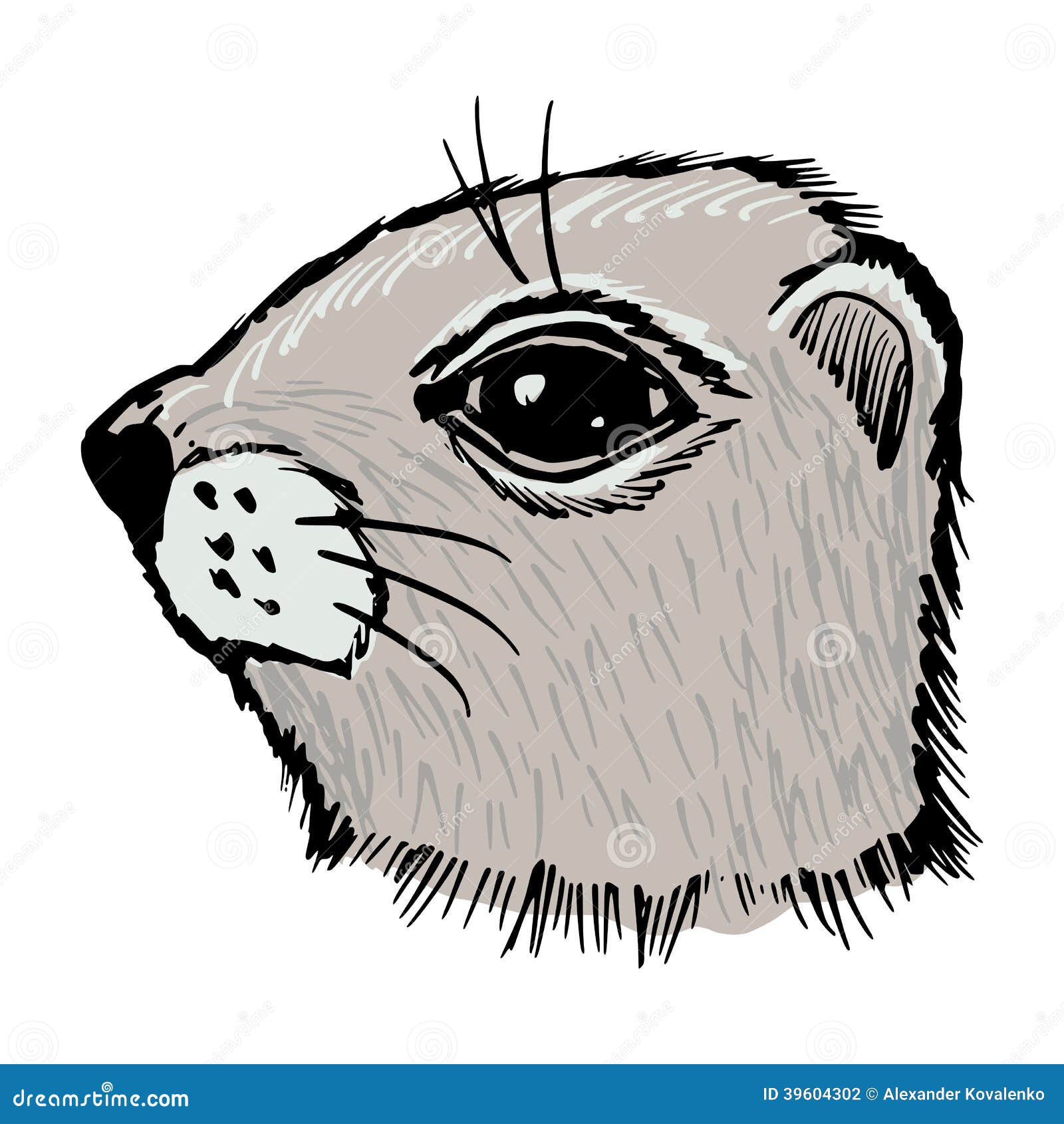 Gopher stock vector. Illustration of animals, feed, mammal - 39604302