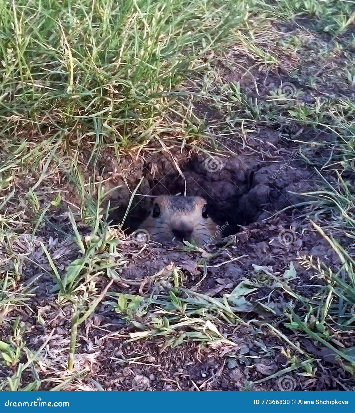 Gopher stock photo. Image of fireworks, hiding, brown - 77366830