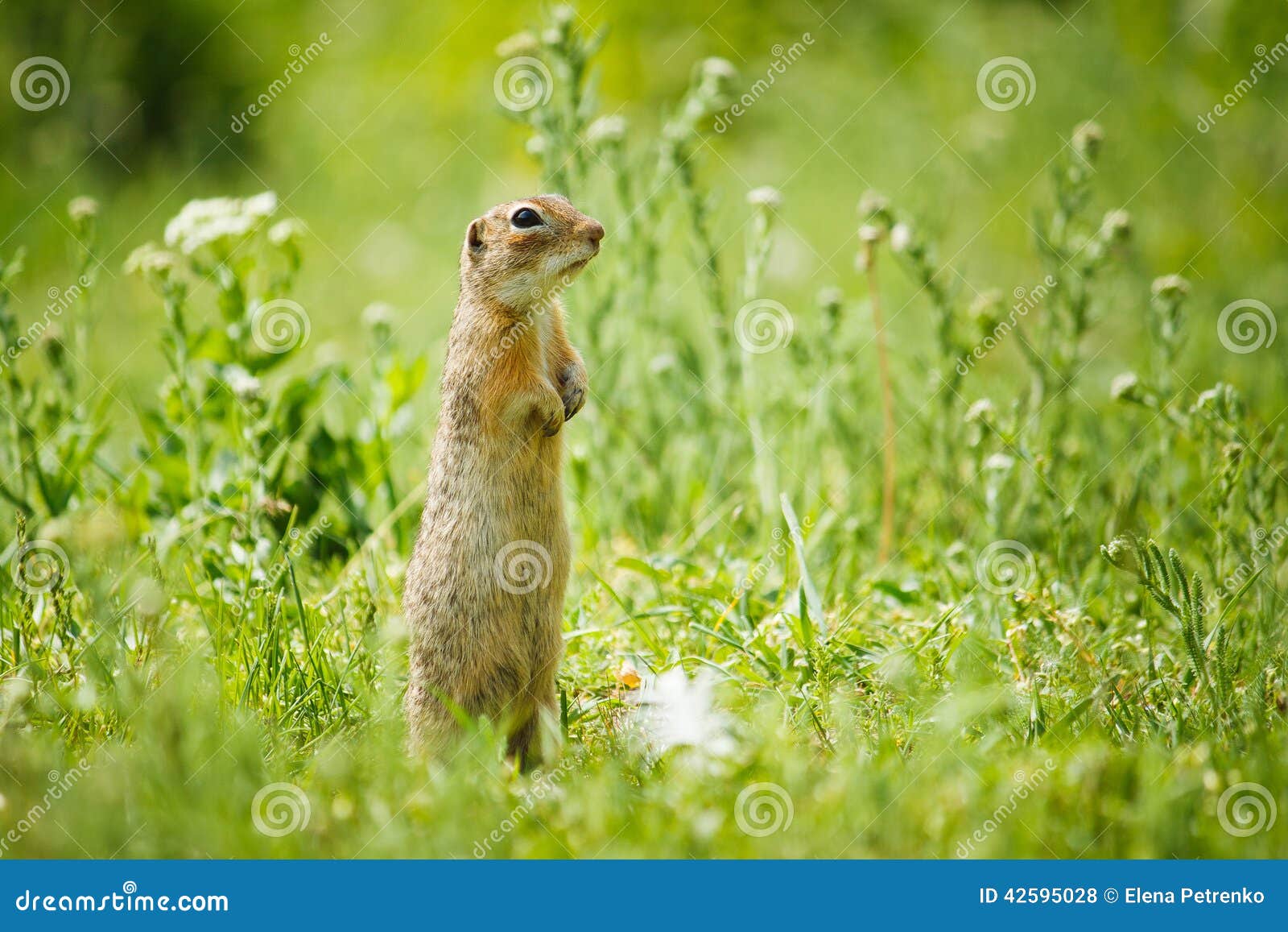 Gopher stock photo. Image of green, funny, grass, summer - 42595028