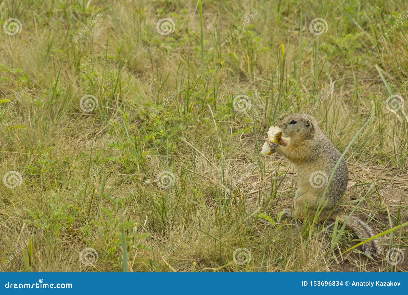 Gopher Holds a Large Piece of Food in His Paws Stock Photo - Image of ...