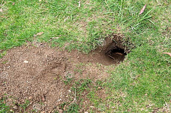 Gopher hole stock image. Image of daytime, green, underground - 19604439