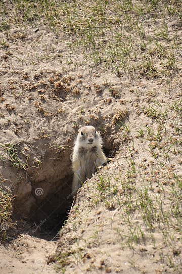 Gopher in hole stock photo. Image of beautiful, steppe - 20242004