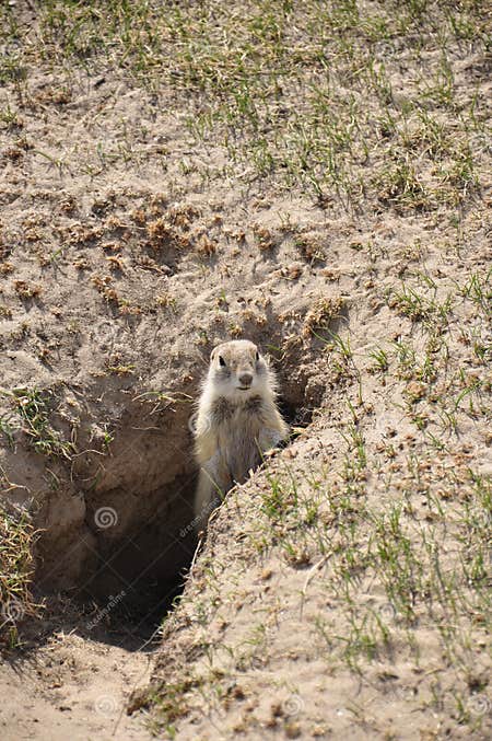 Gopher in hole stock photo. Image of beautiful, steppe - 20242004