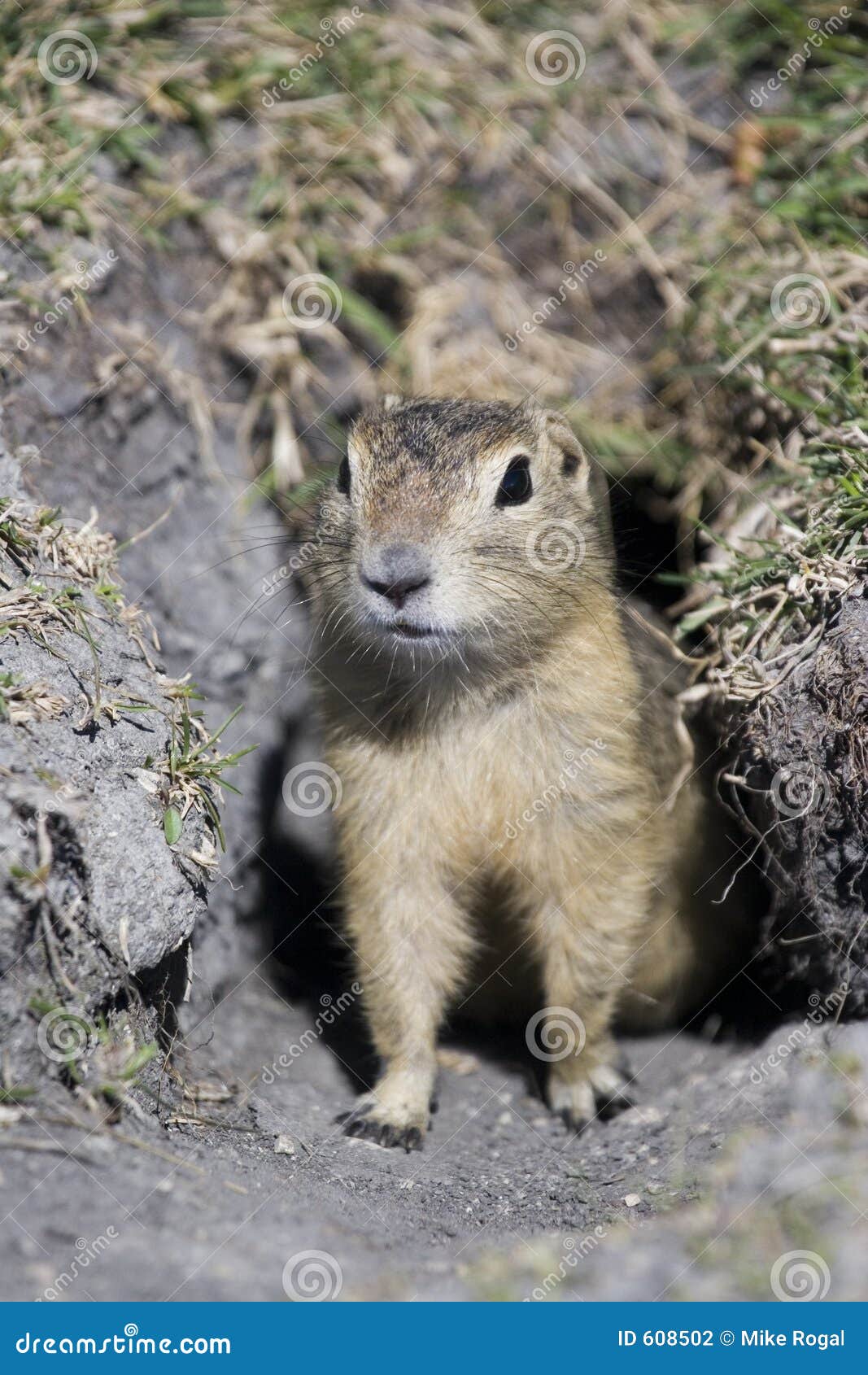 Gopher in Hole stock photo. Image of rodent, guarding, watching - 608502