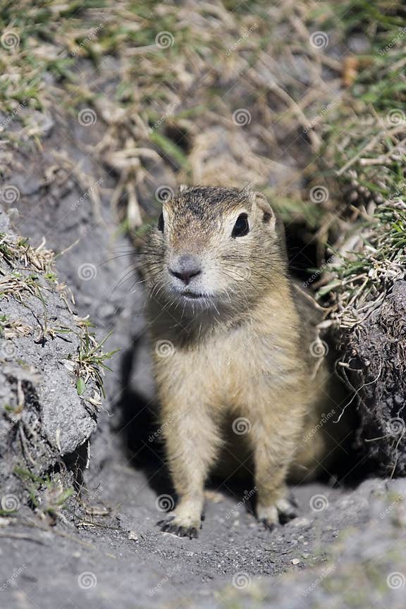 Gopher in Hole stock photo. Image of rodent, guarding, watching - 608502