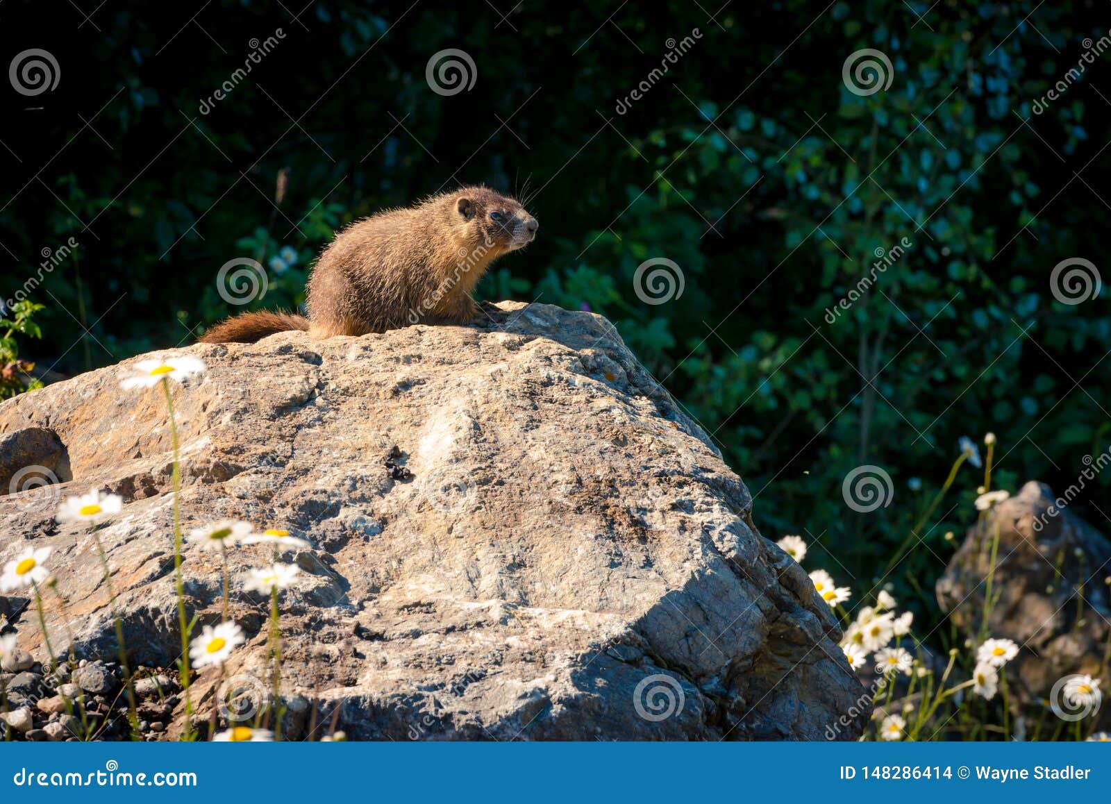 Curious Wild Gopher Watches from Some Rocks. Stock Photo - Image of ...