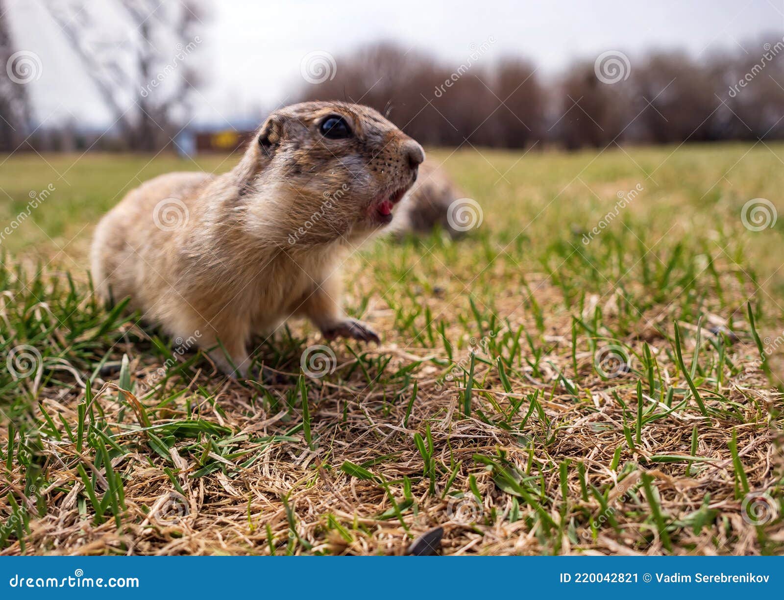 Gopher on the Lawn. Close-up Stock Image - Image of mammal, animal ...