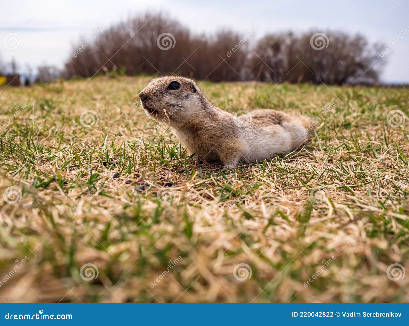 Gopher on the Lawn. Close-up Stock Photo - Image of groundhog, wildlife ...