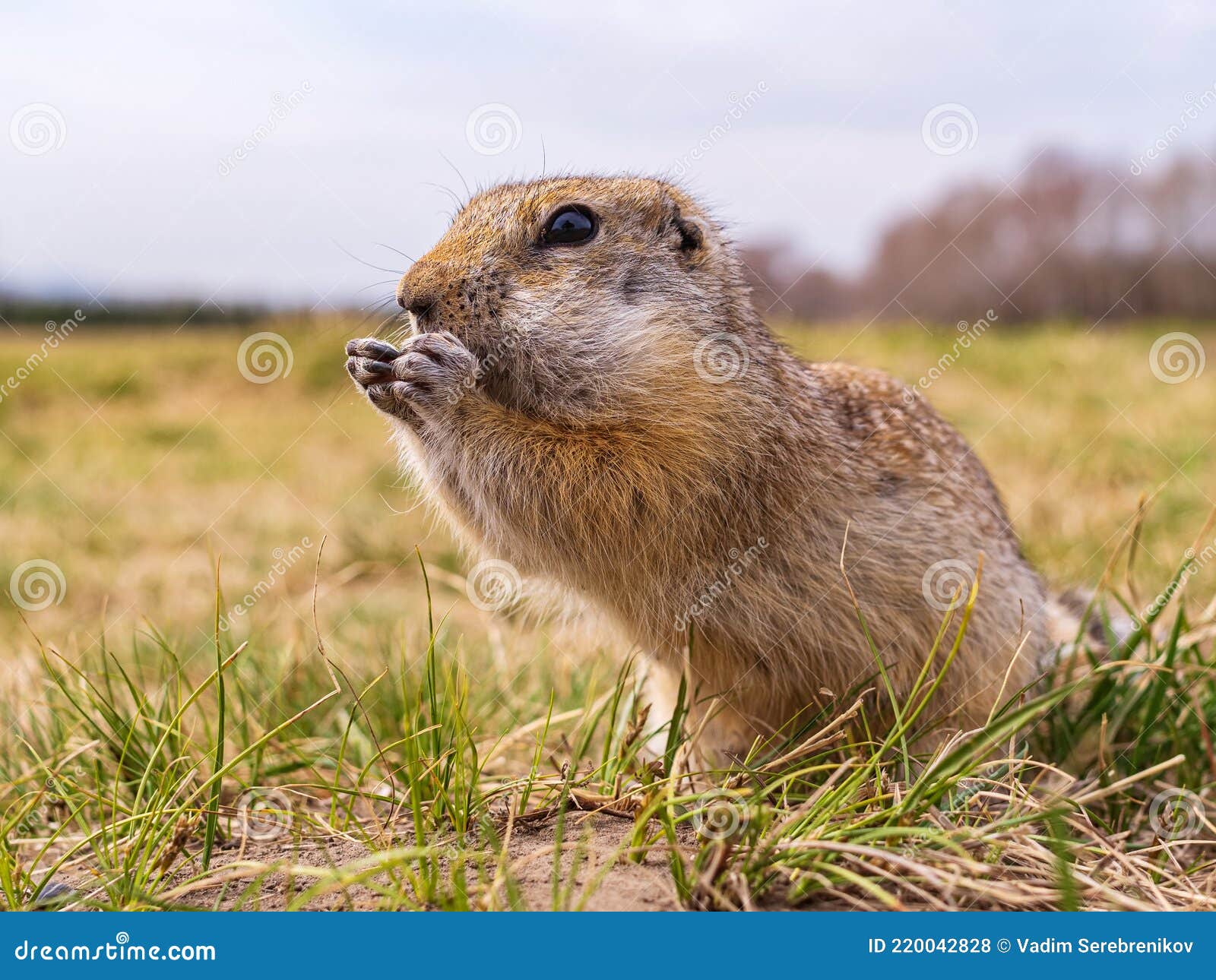 Gopher on the Lawn. Close-up Stock Photo - Image of brown, rodent ...