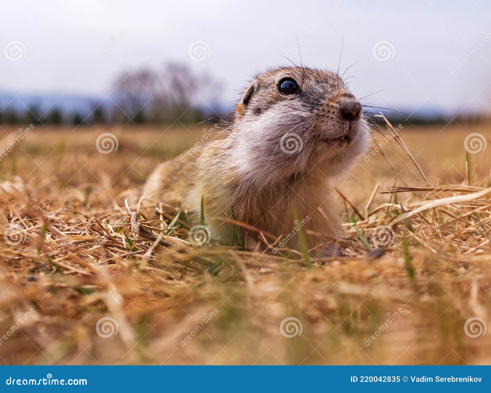 Gopher on the Lawn. Close-up Stock Image - Image of gopher, grass ...