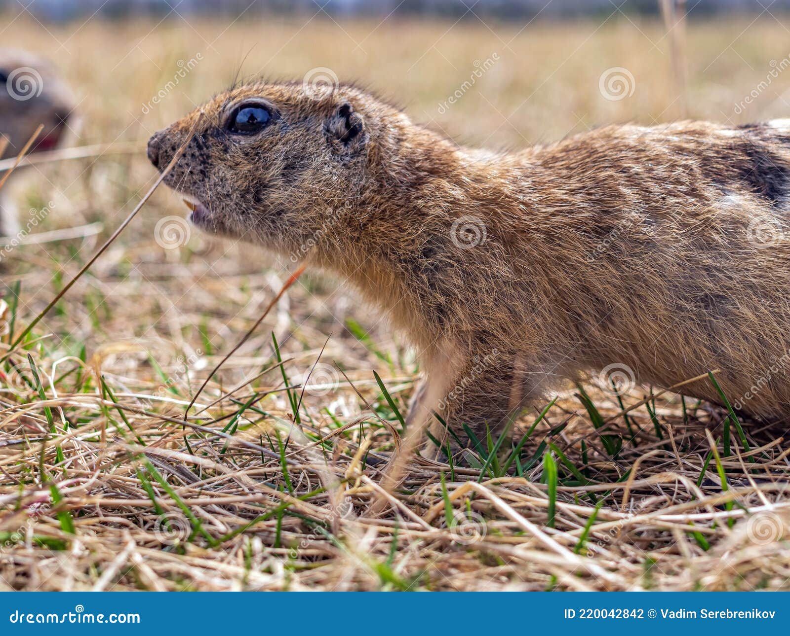 Gopher on the Lawn. Close-up Stock Photo - Image of grass, cynomys ...
