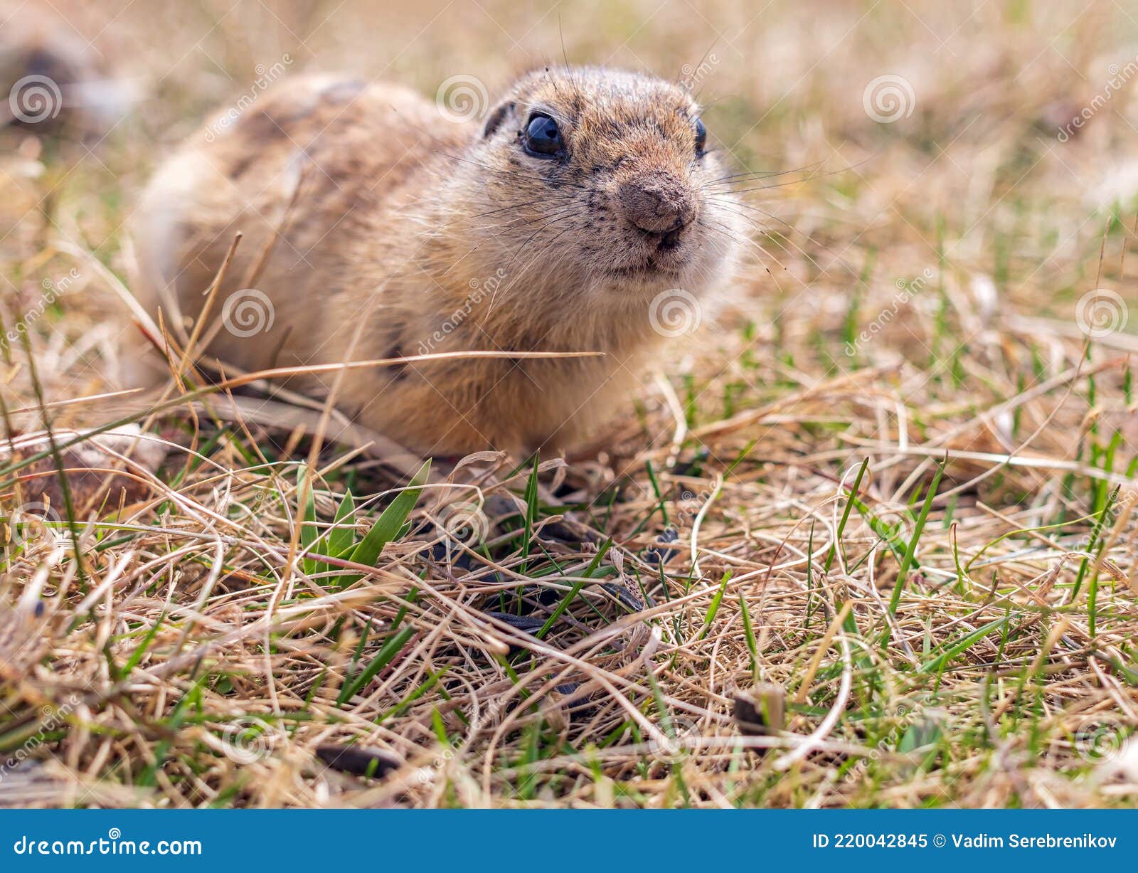 Gopher on the Lawn. Close-up Stock Image - Image of cute, squirrel ...