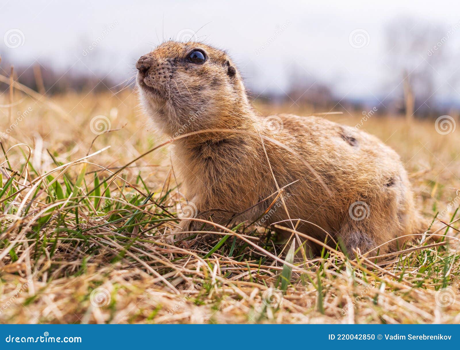 Gopher on the Lawn. Close-up Stock Photo - Image of close, groundhog ...
