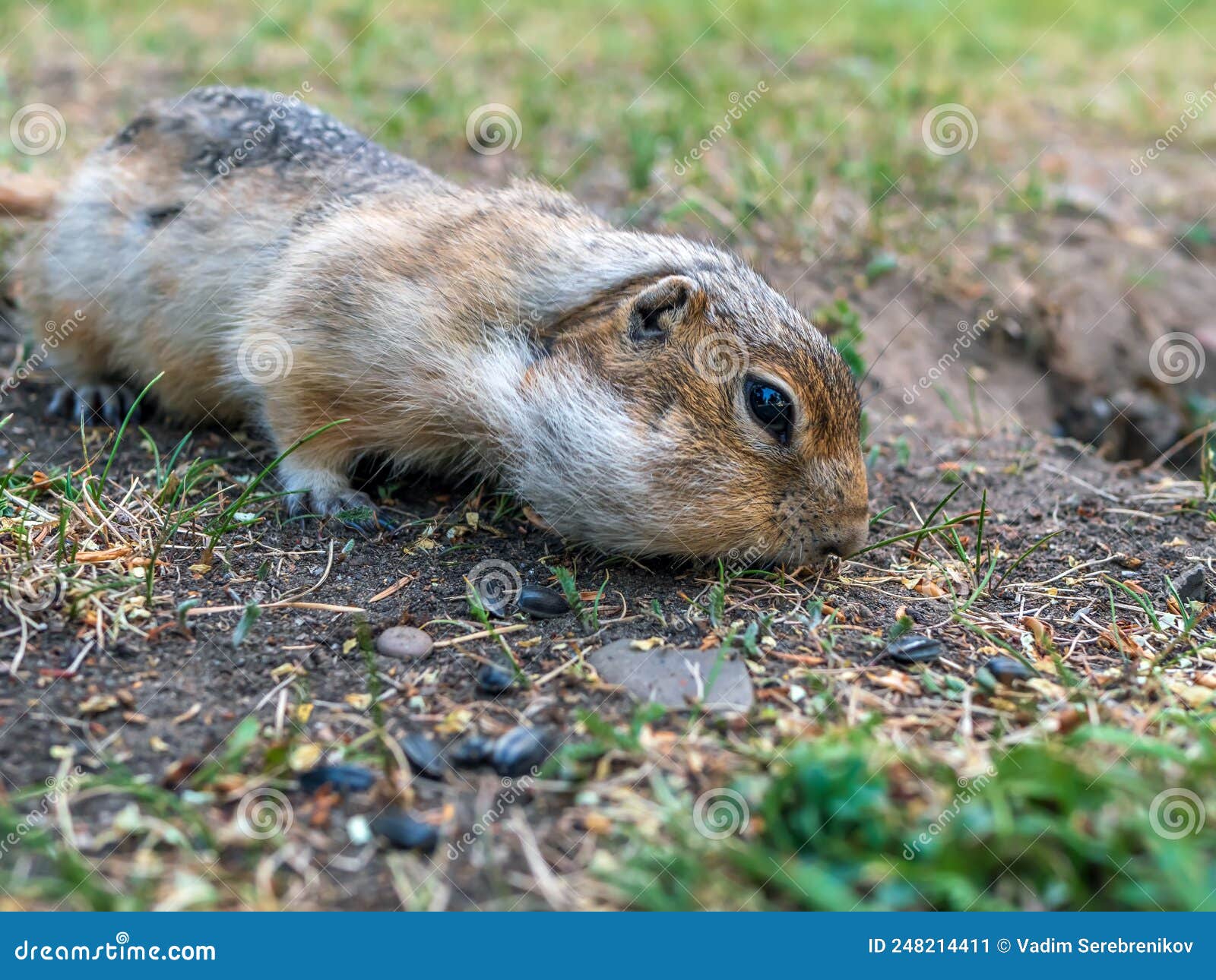 Gopher on the Lawn is Eating Sunflower Seeds Stock Image - Image of ...