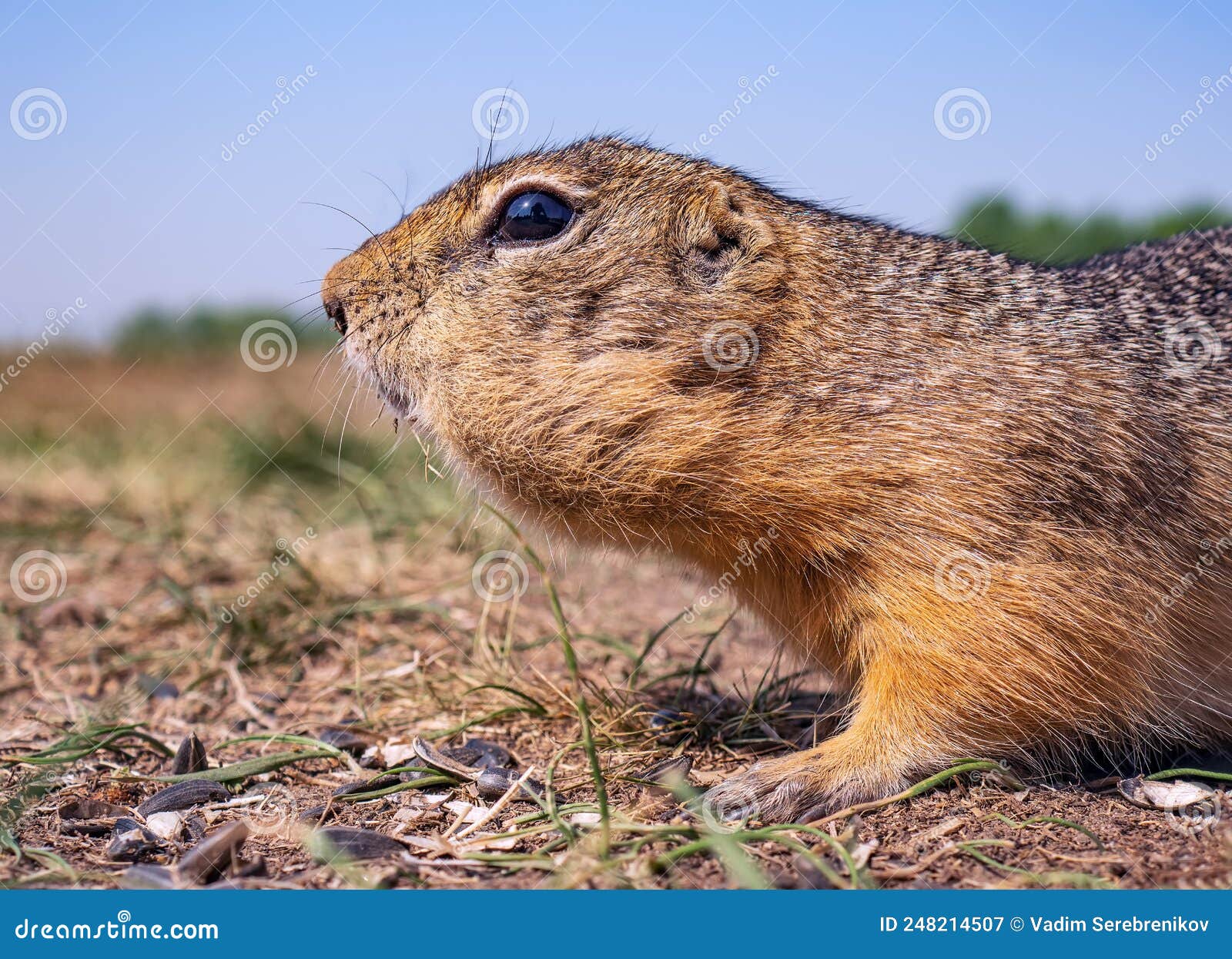 Gopher on the Lawn is Eating Sunflower Seeds. Close-up, Side View Stock ...