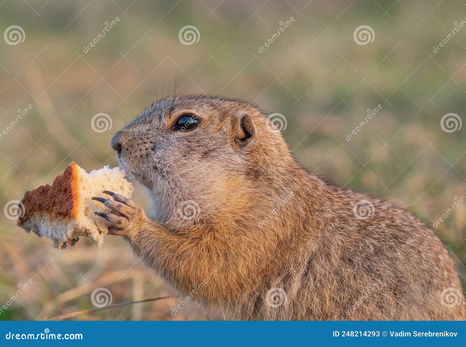 A Gopher on the Lawn Holds a Piece of Baguette in Its Paws. Close-up ...