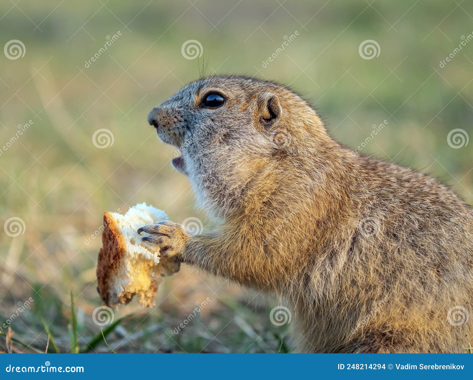 A Gopher on the Lawn Holds a Piece of Baguette in Its Paws. Close-up ...